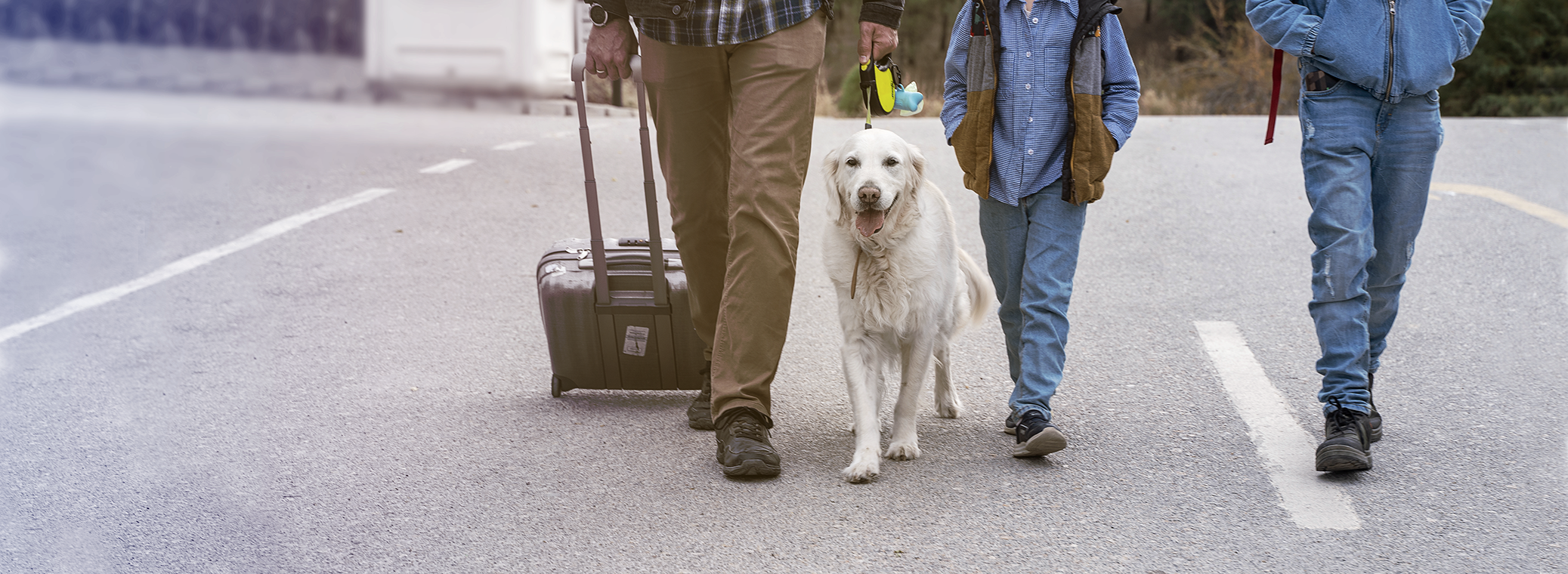 Flying With Your Dog | IATA Crate & Travel Guide – K9 Kennel Boss